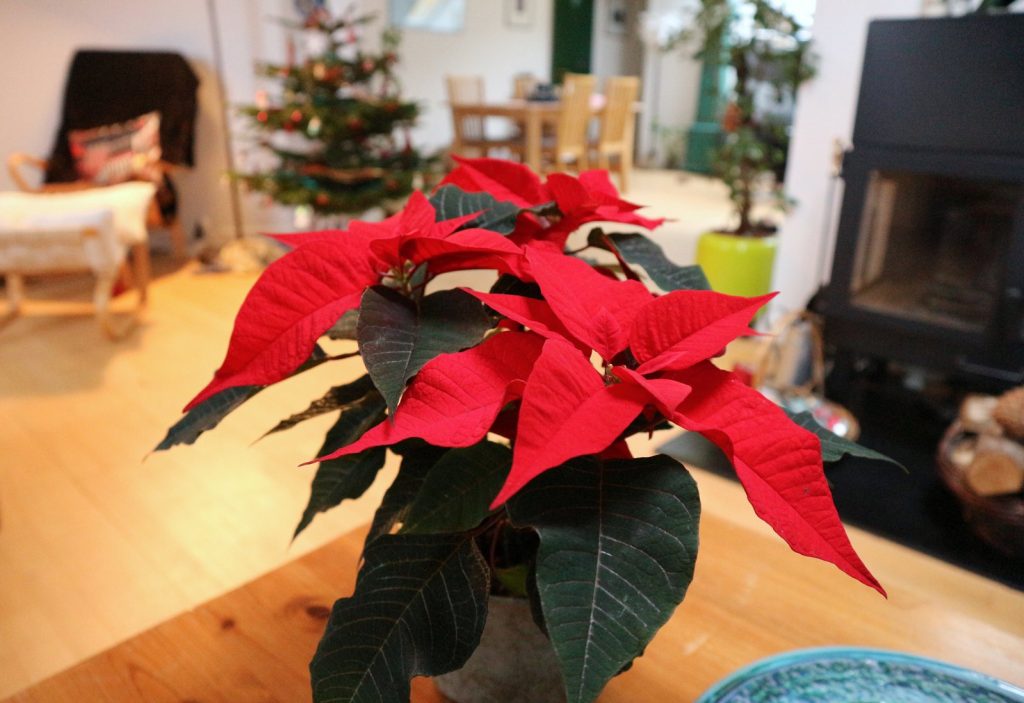 Kako skrbeti za božično zvezdo? - Bivanje.si